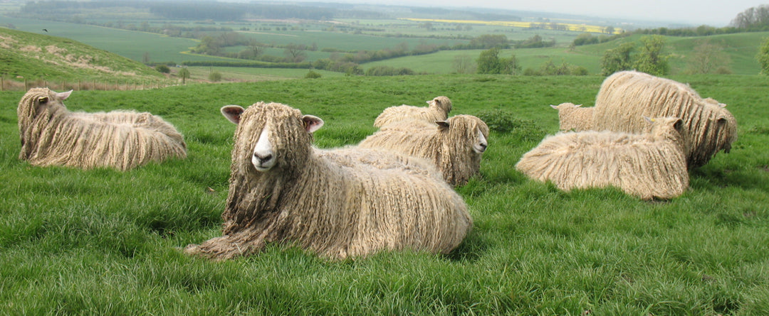 Risby Grange Longwools