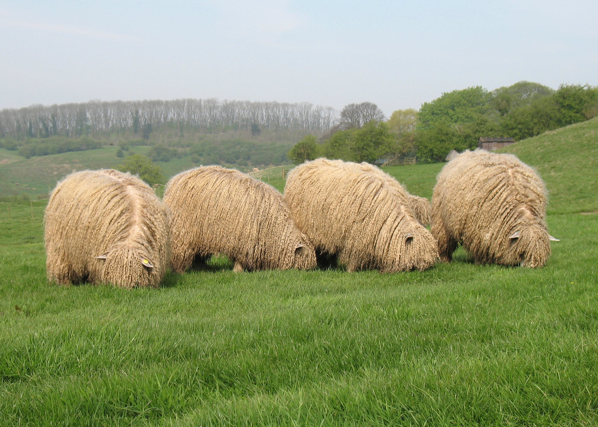 Risby Grange Longwools